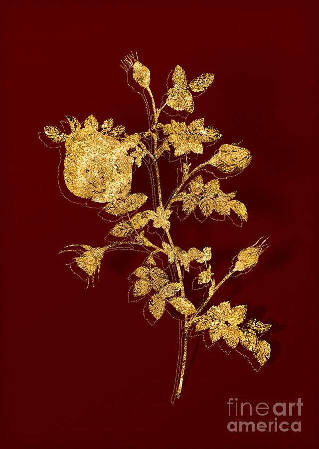 Gold Silver Flowered Hispid Rose Botanical Illustration on Red Mixed ...