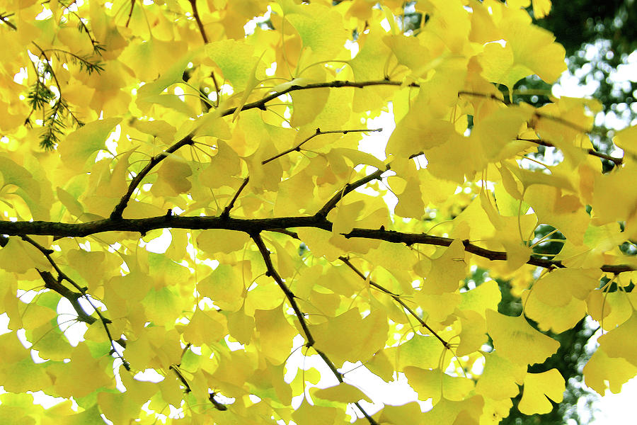 Golden Ginko Photograph by Debra Orlean - Fine Art America