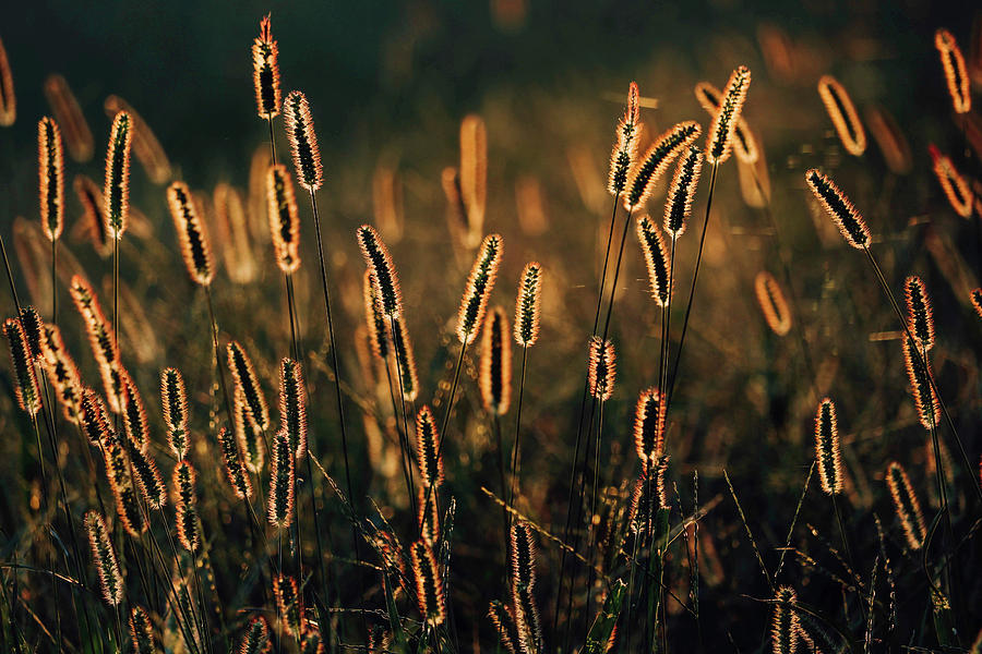 Golden Grass Photograph by Michael Tibbits - Fine Art America
