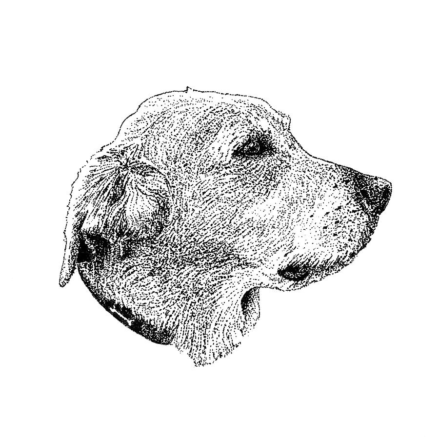 Golden Retriever Drawing By James Aceino Pixels