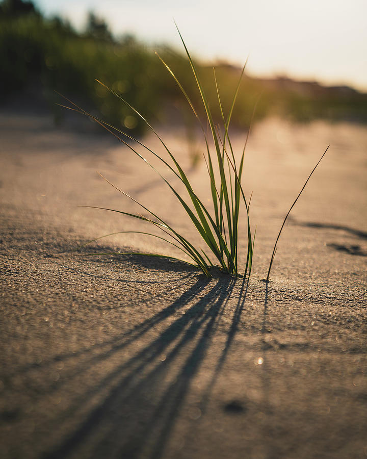 Golden Seagrass Photograph by Michael Pierce - Fine Art America