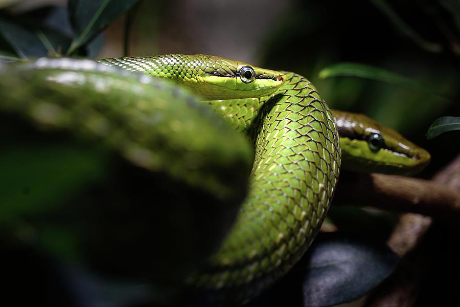 Gonyosoma oxycephalum - Arboreal rat snake Photograph by RC Studio - Pixels