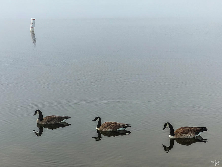 Goose Parade Photograph by Thomas Patrick Kennedy | Pixels
