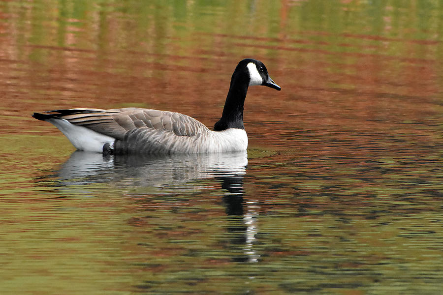 Goose Reflecting Photograph By Greta Foose Fine Art America