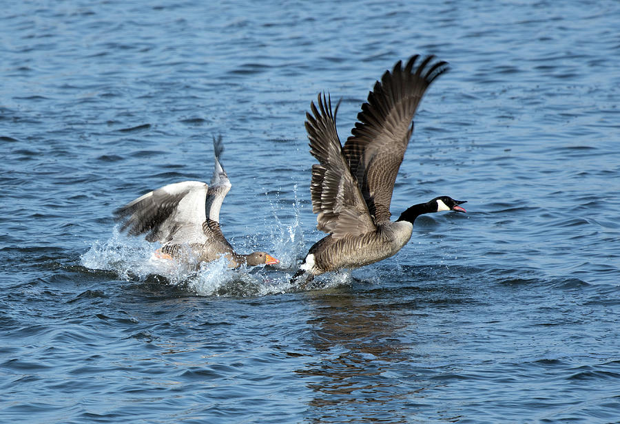 Goosed Photograph by Chris Monks - Fine Art America
