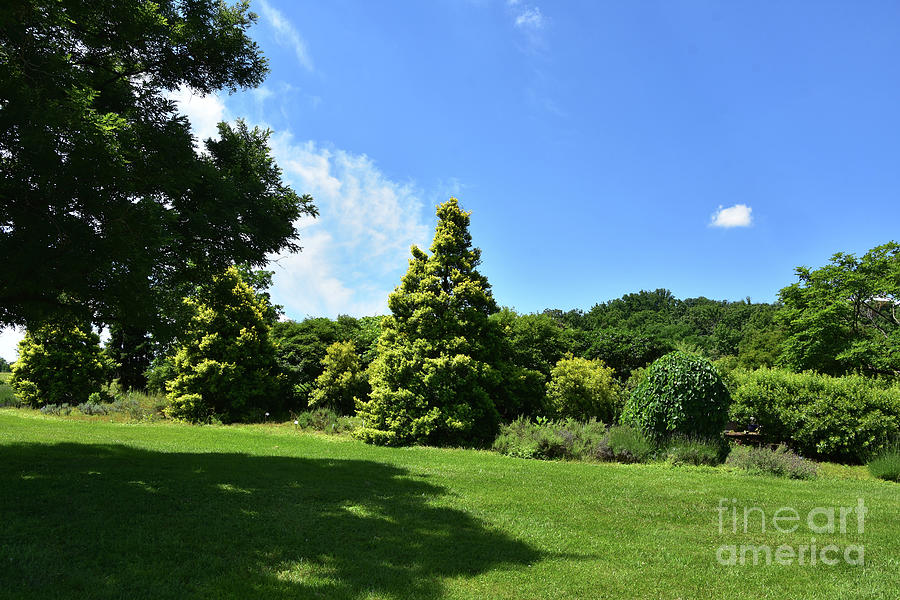 Gorgeous Scenic Lush Landscape with Tall Trees Photograph by DejaVu ...