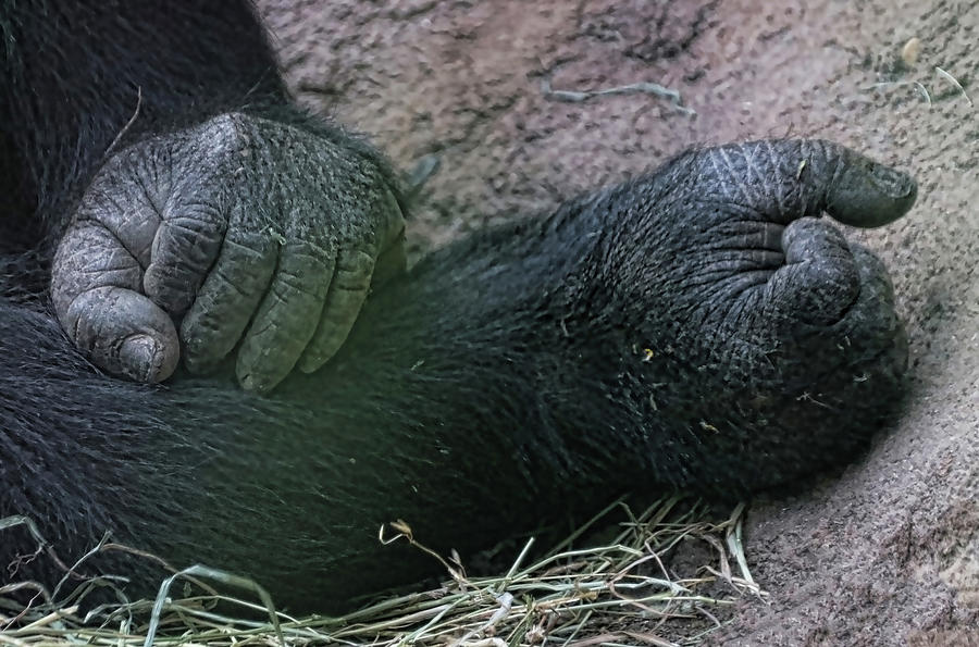 Gorilla Hands Photograph by Barbara Elizabeth | Pixels