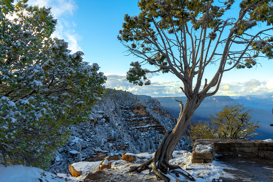 Grand Canyon Slanted Tree Photograph by RMR Studios - Fine Art America