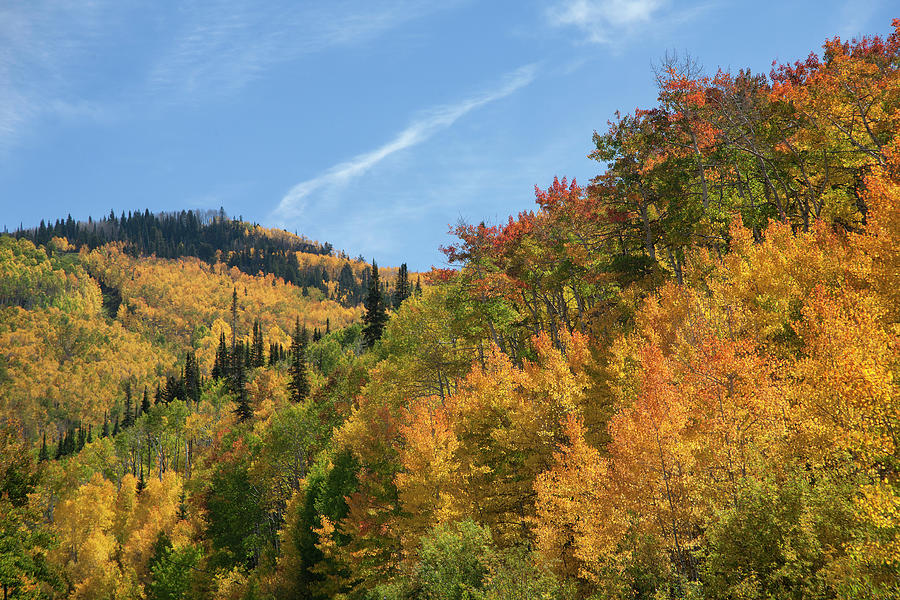 Grandstanding Photograph by Morris McClung - Fine Art America