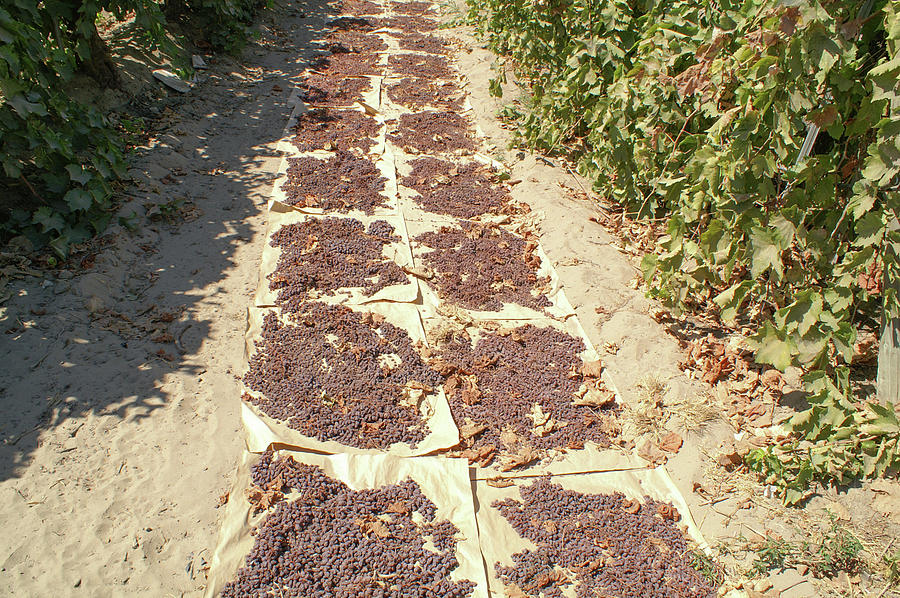 Grapes Drying into Raisins Photograph by Frank Raney - Fine Art America
