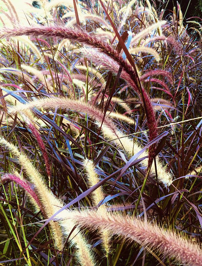Grass Out Front Photograph by Diana Maloney - Fine Art America