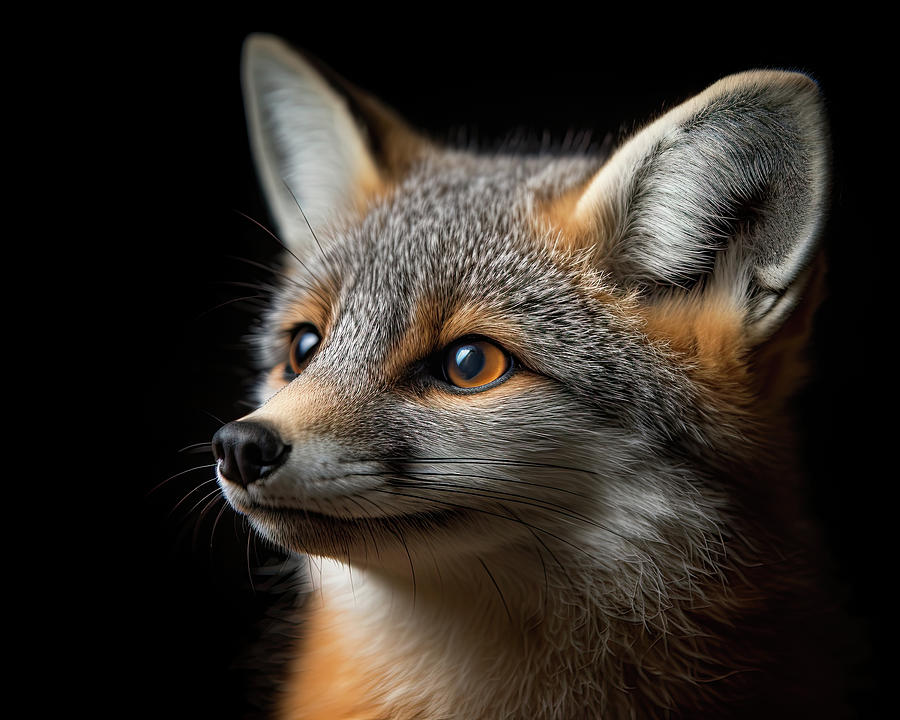 Gray Fox two Photograph by David Mohn - Fine Art America