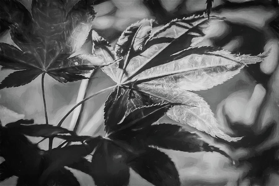 Gray Maple Photograph by David Beard - Fine Art America