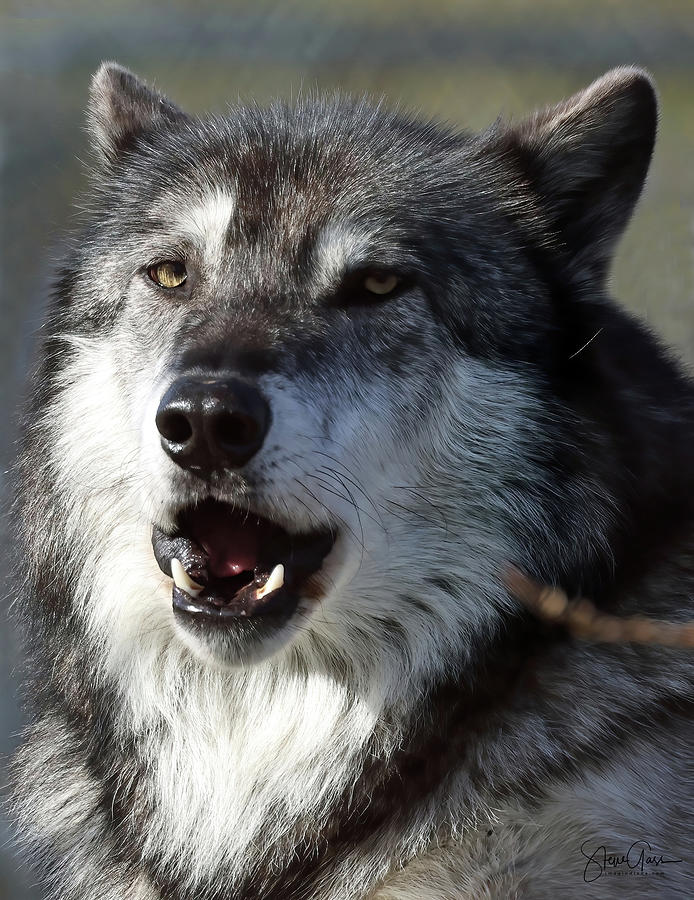 Gray Wolf 961, Indiana Photograph by Steve Gass - Fine Art America