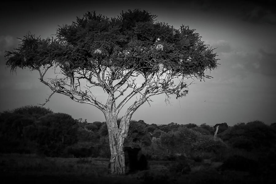 Grayscale Tree And Bushes Photograph by MaryJane Sesto - Fine Art America