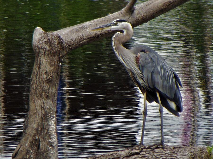Great Blue Heron On Dead Waterfall Tree St Joseph River Indiana Photograph By Rory Cubel Pixels