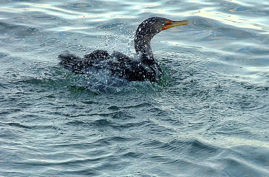 Great Cormorant after Diving Photograph by Lyuba Filatova - Fine Art ...