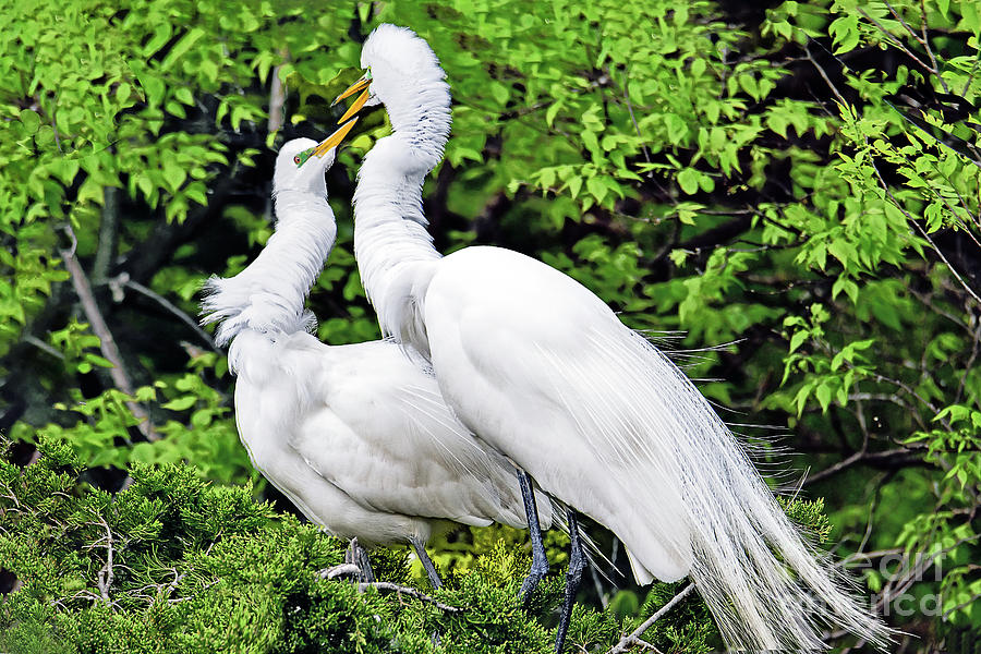 Great Egret Mating Courtship Photograph by Regina Geoghan - Fine Art America