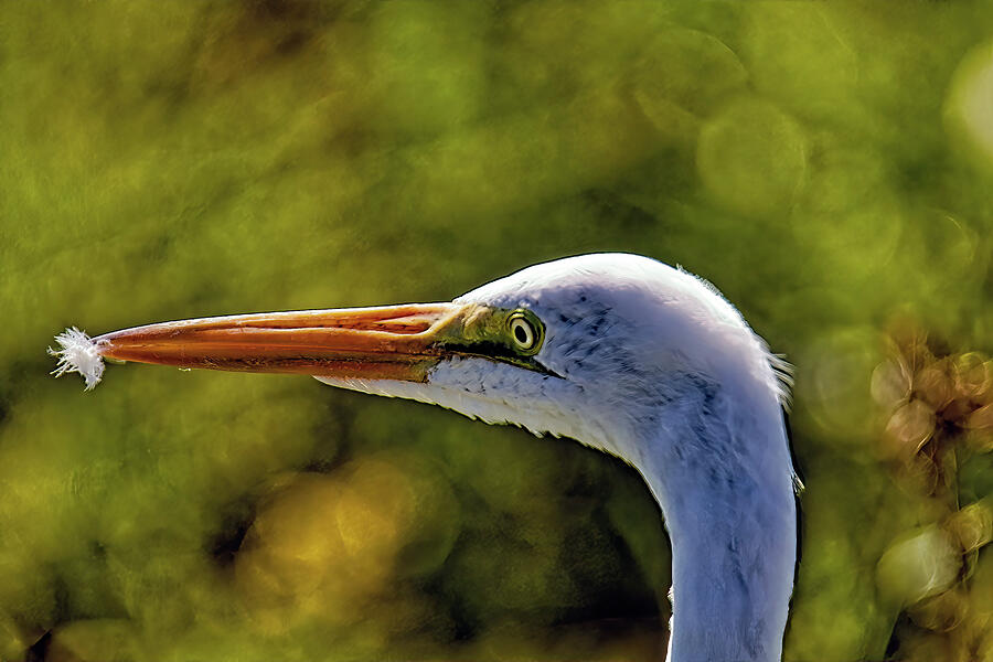 Great egret preening at Forsythe National Reserve Series Photograph by ...