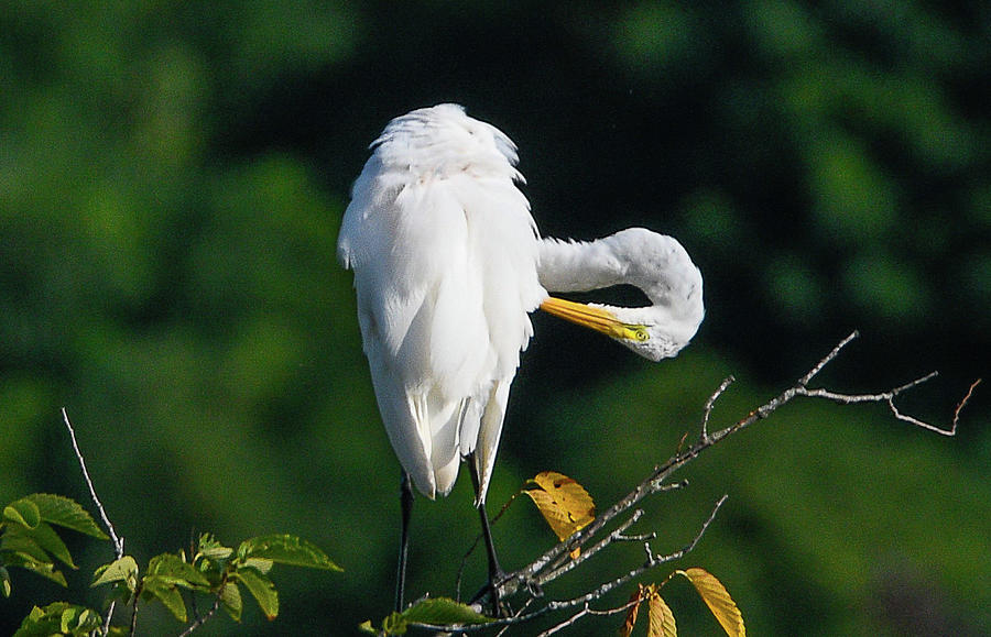 Great Egret Preening Photograph by Claire Gruneberg - Pixels
