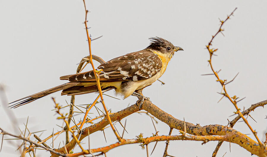 Great Spotted Cuckoo Perched Photograph by Morris Finkelstein - Fine ...