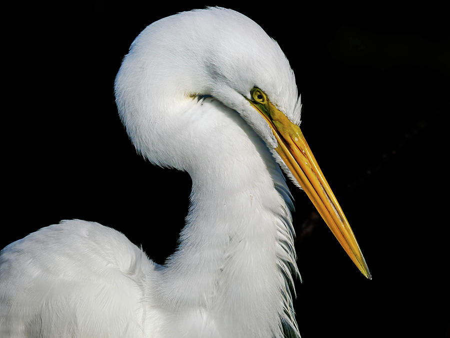 Great White Posing... Photograph by David Choate - Pixels