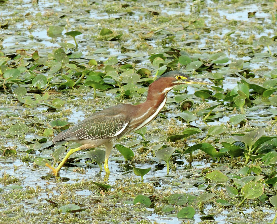 Green Heron Photograph by Leesie Annie Designs - Pixels Green Heron Photograph by Leesie Annie Designs - Pixels