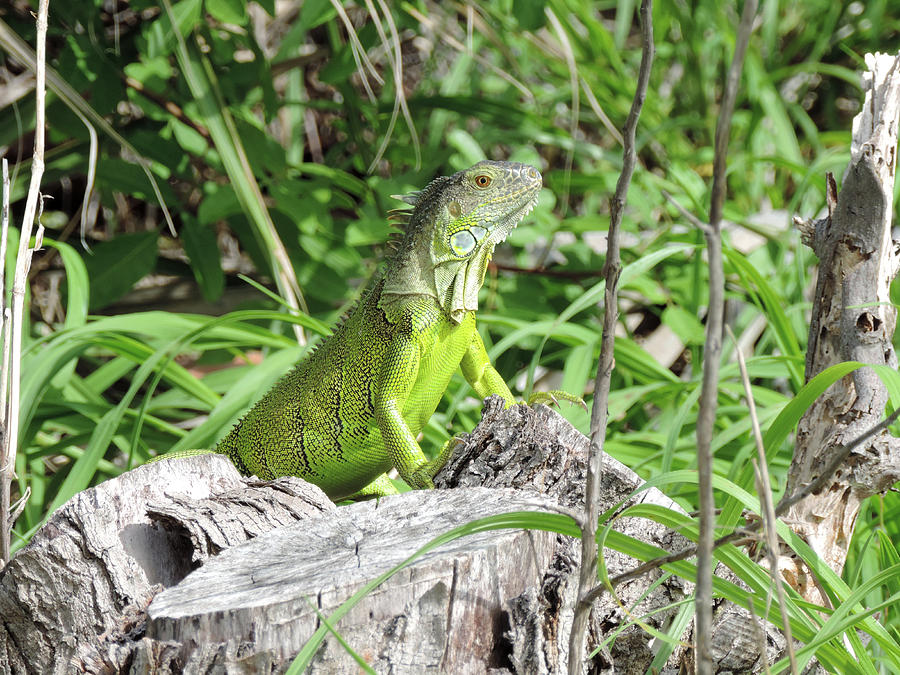 Green Iguana Photograph by Leesie Annie Designs - Pixels Green Iguana Photograph by Leesie Annie Designs - Pixels