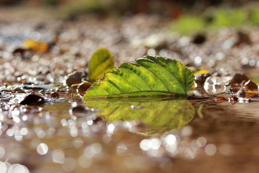 Green leaf reflection in puddle Photograph by Yair Aronshtam - Pixels