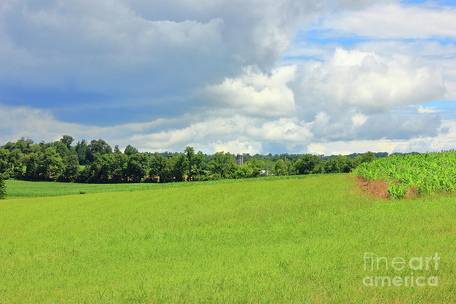 Green Outback Photograph by Atiqur Rahman - Fine Art America