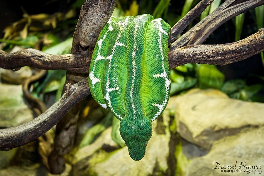 Green tree Boa Photograph by Daniel Brown - Fine Art America