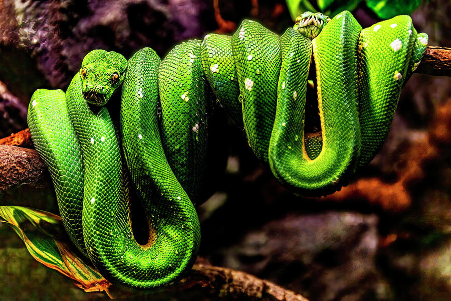 Green Tree Python-001-C Photograph by David Allen Pierson - Fine Art ...