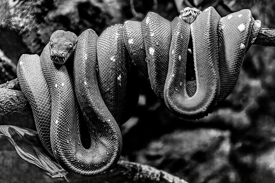 Green Tree Python-001-M Photograph by David Allen Pierson - Fine Art ...