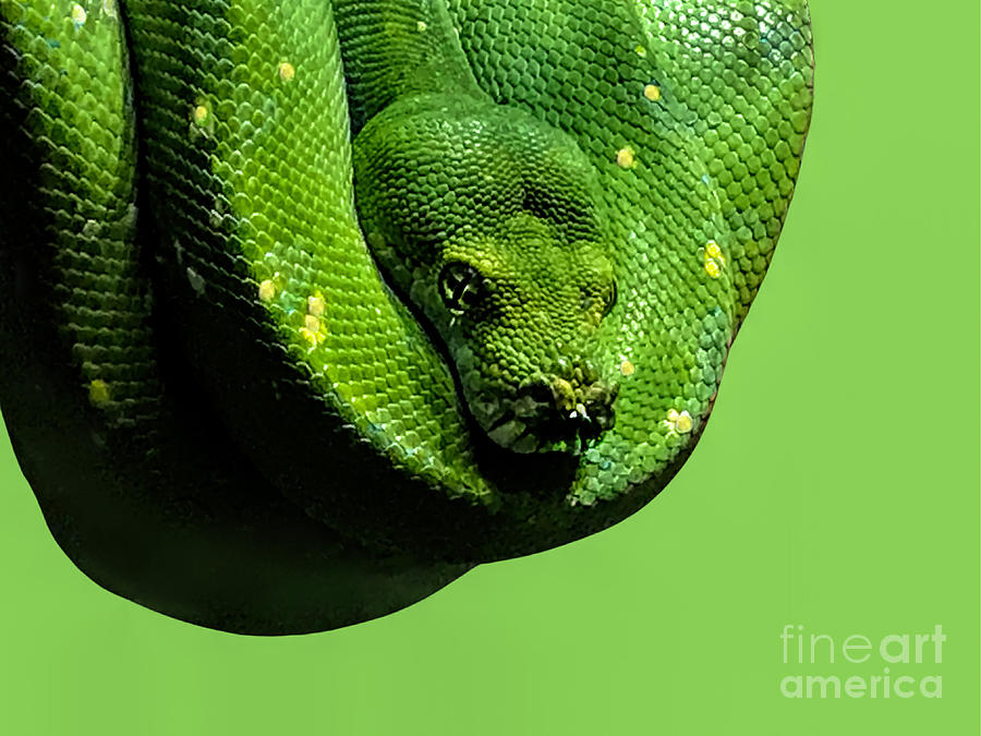 Green Tree Python Photograph by Carolyn Krek - Fine Art America