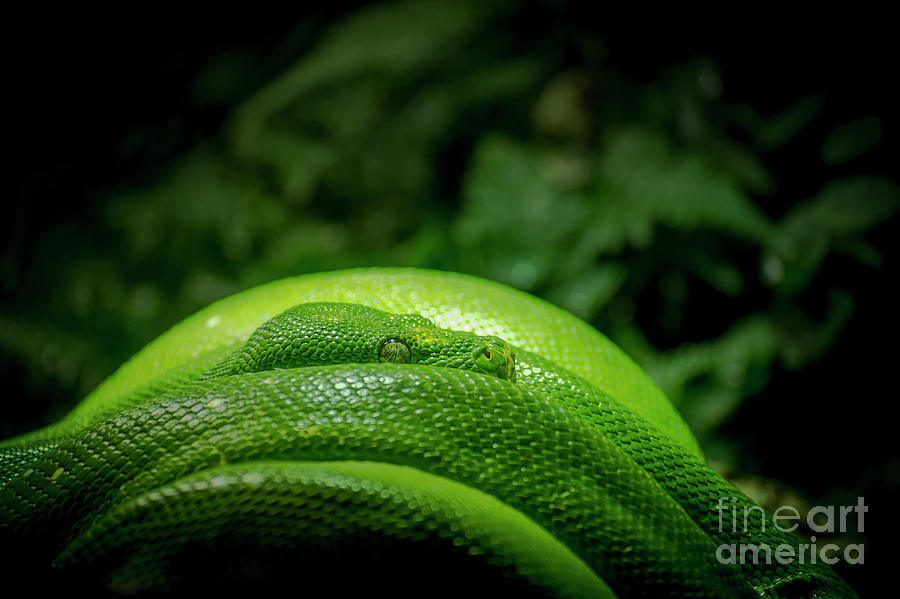 Green Tree Python, Chondropython viridis Photograph by Perry Van ...