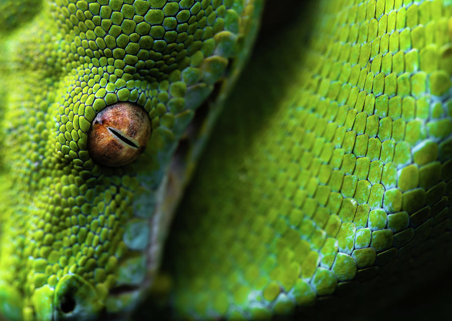 Green Tree Python Photograph by David Guerrero | Pixels