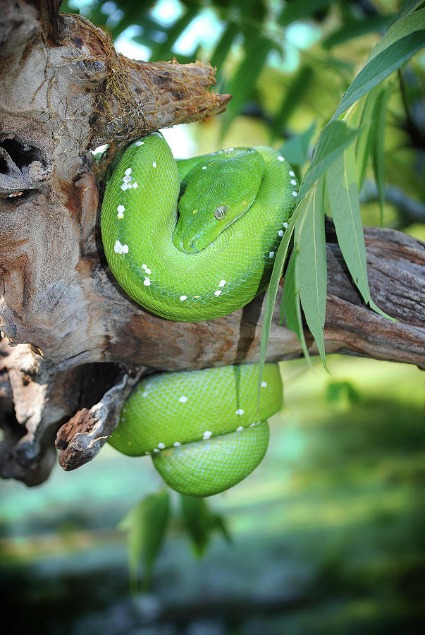 Green Tree Python Over the Water Photograph by Cameron Scharrer - Pixels