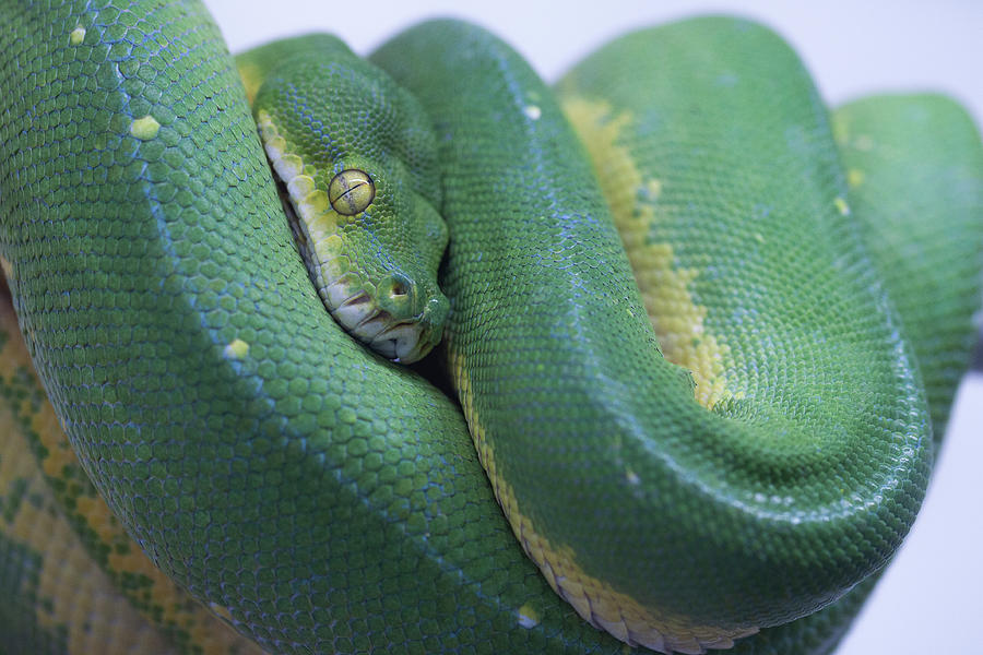 Green tree python Photograph by Paula JAronska - Fine Art America