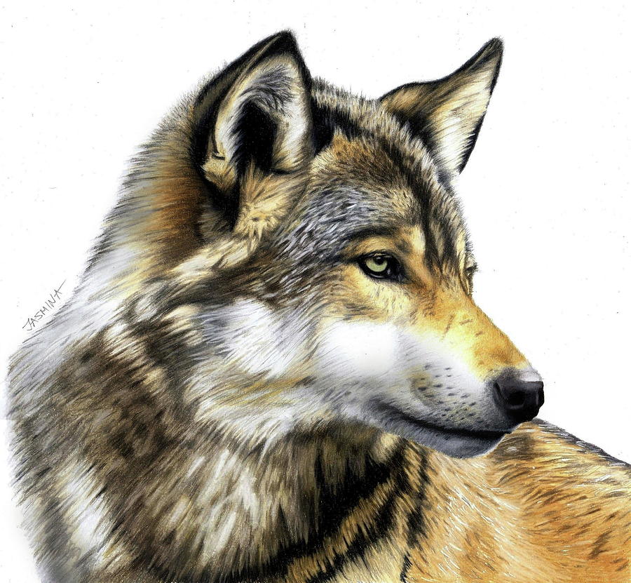Grey Wolf - Colored Pencil Drawing Drawing by Jasmina Susak - Fine Art ...