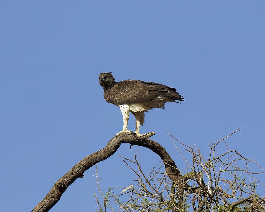 Grumpy Eagle Photograph by Debbie Blackman - Fine Art America