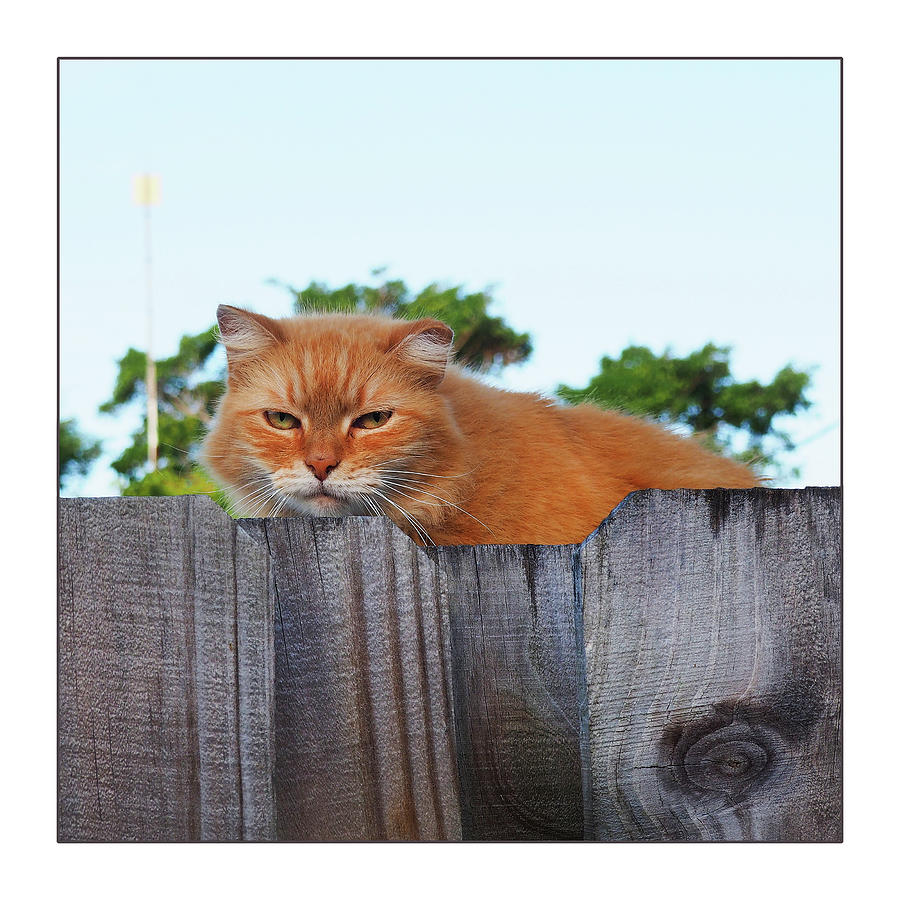 Grumpy Photograph by Luz Resto - Fine Art America