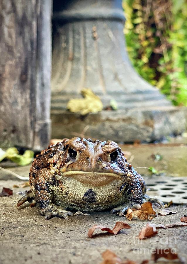 Grumpy Toad Photograph by Erin Drallos - Fine Art America