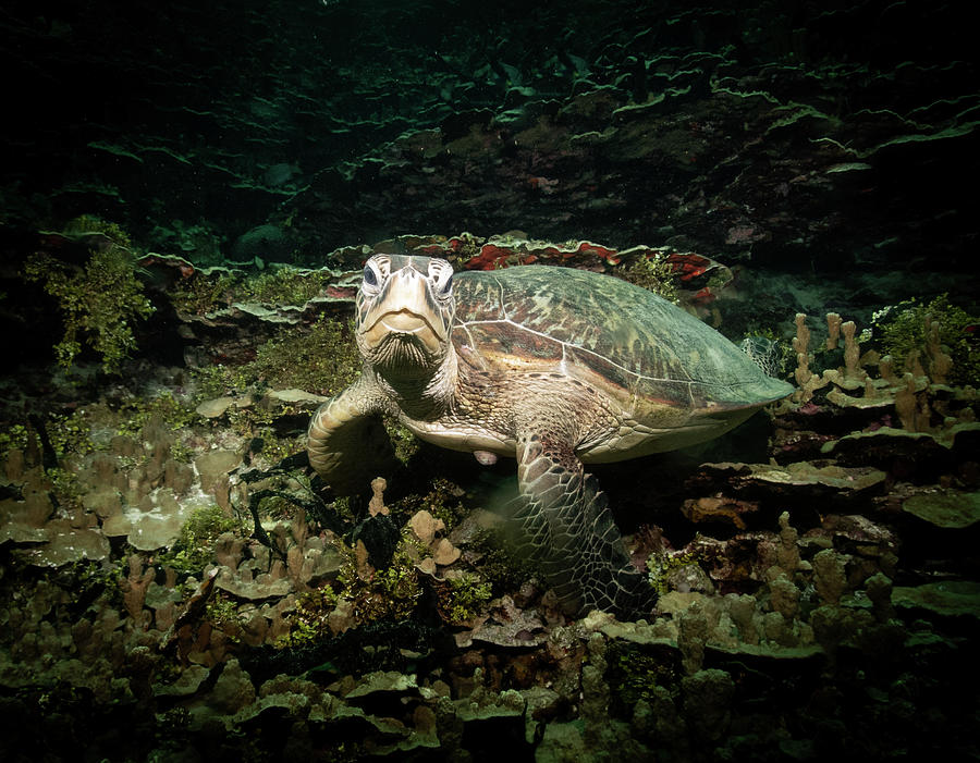 Grumpy Turtle Photograph by King Tide - Fine Art America
