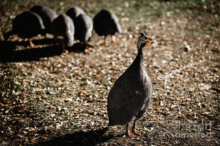 Guinea Fowl protecting his flock Photograph by Sarah Richardson - Fine ...