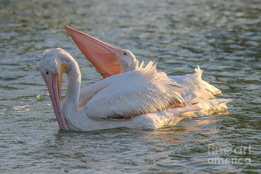 Gular Pouch 2 Photograph by Cathy Johnson - Fine Art America