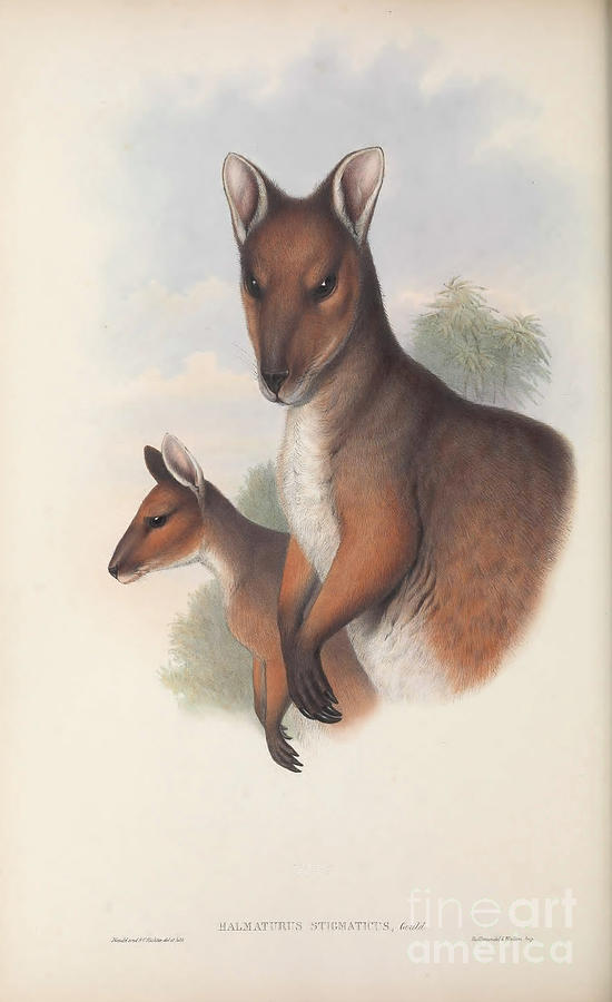Halmaturus Stigmaticus Branded Wallaby C1 Drawing By Historic