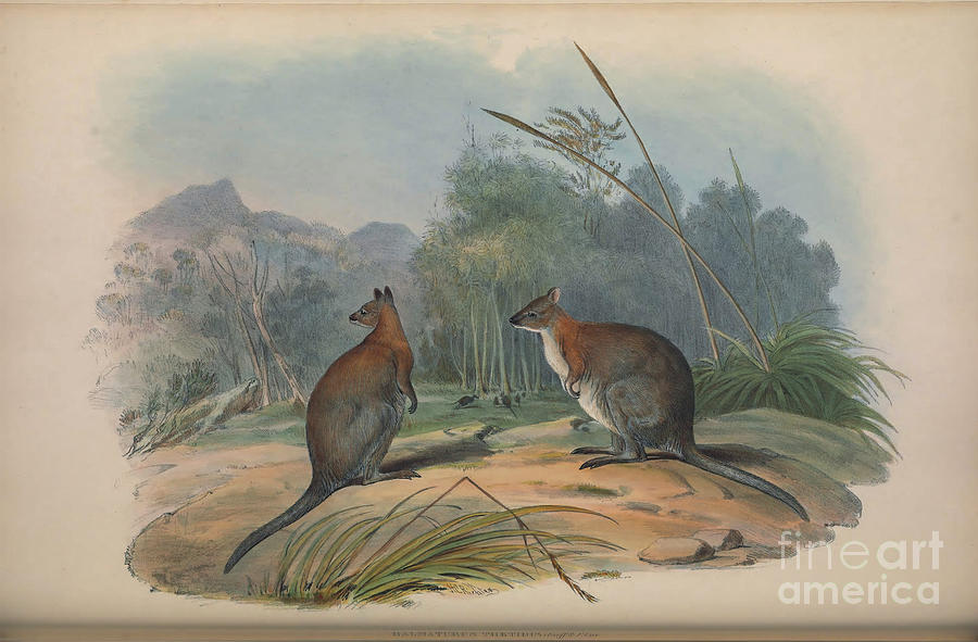Halmaturus Thetidis Pademelon Wallaby C5 Drawing By Historic