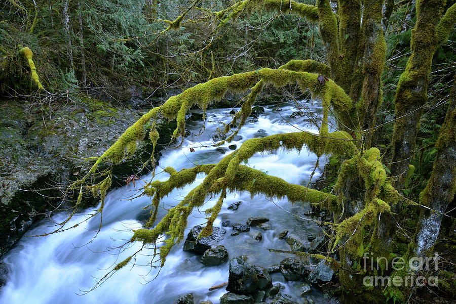 Hamma Hamma River Photograph by Brian Walsh - Fine Art America