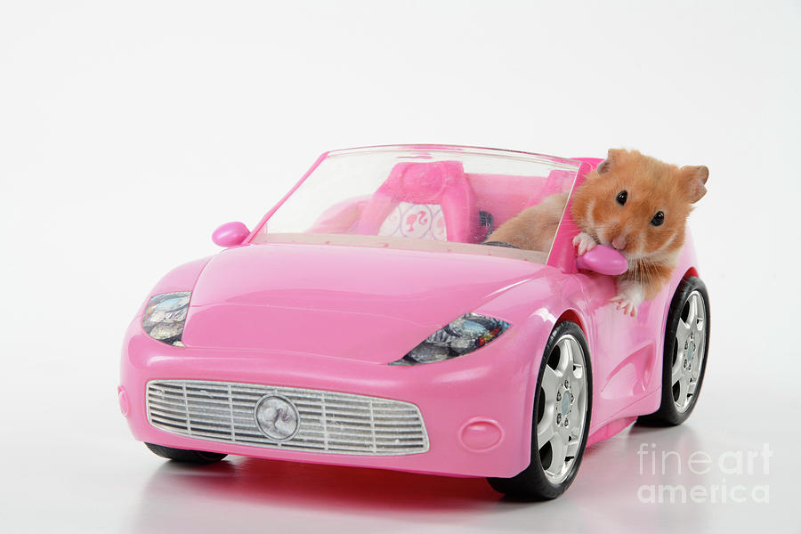 Hamster Driving A Pink Toy Sports Car Photograph By Ardea Picture Library Fine Art America