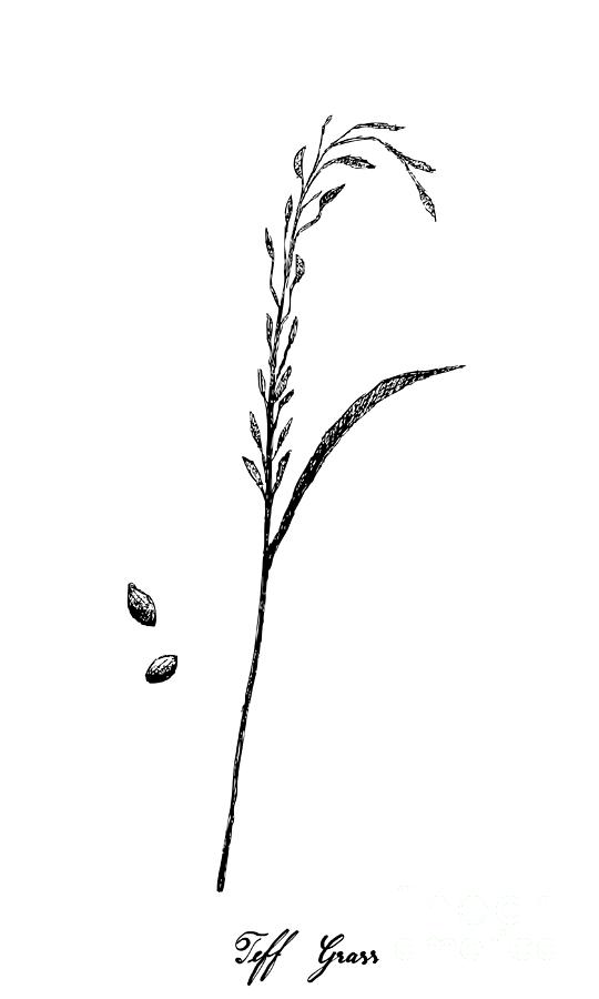 Hand Drawn of Teff or Williams Lovegrass Drawing by Iam Nee | Fine Art ...